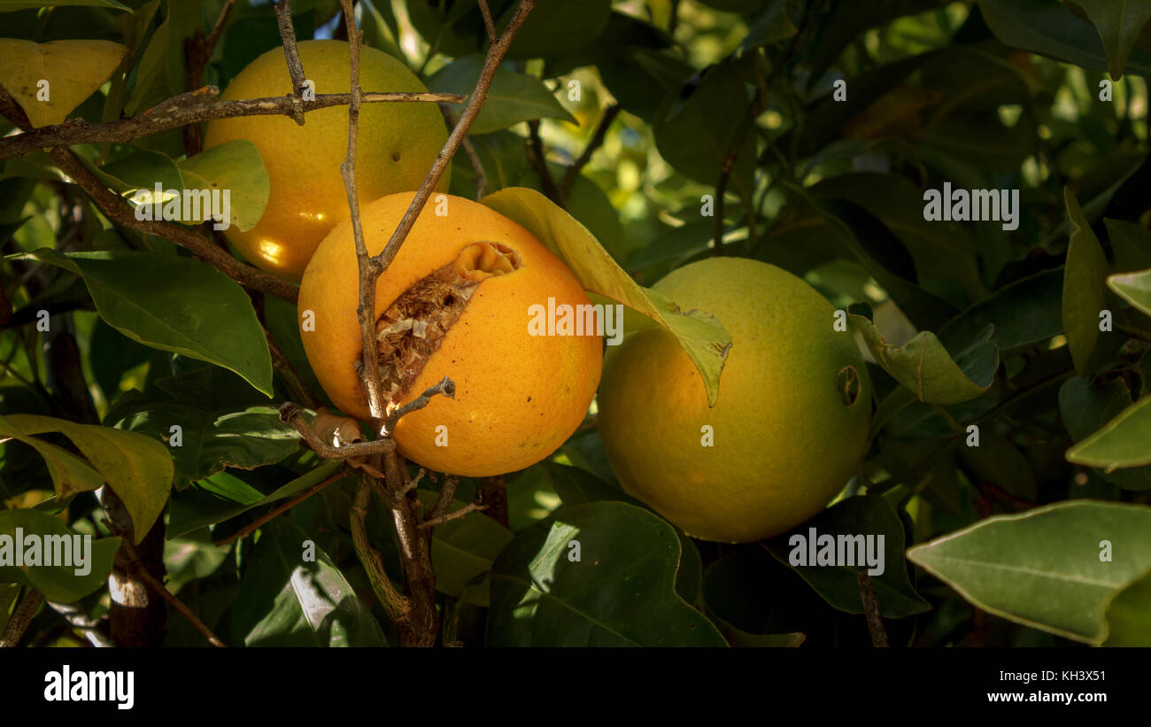 Rotting oranges hi-res stock photography and images - Alamy