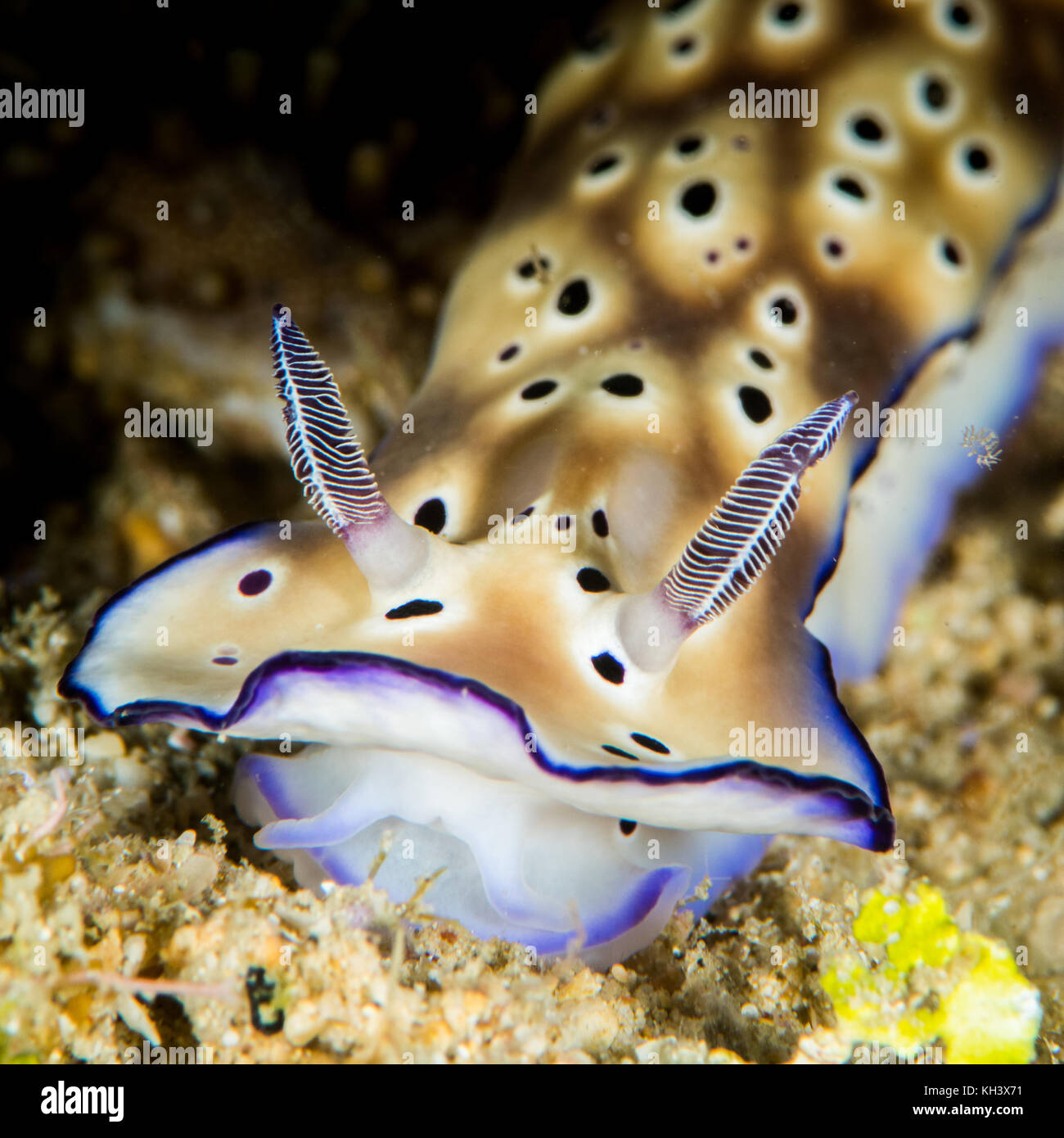 White Sea Slug