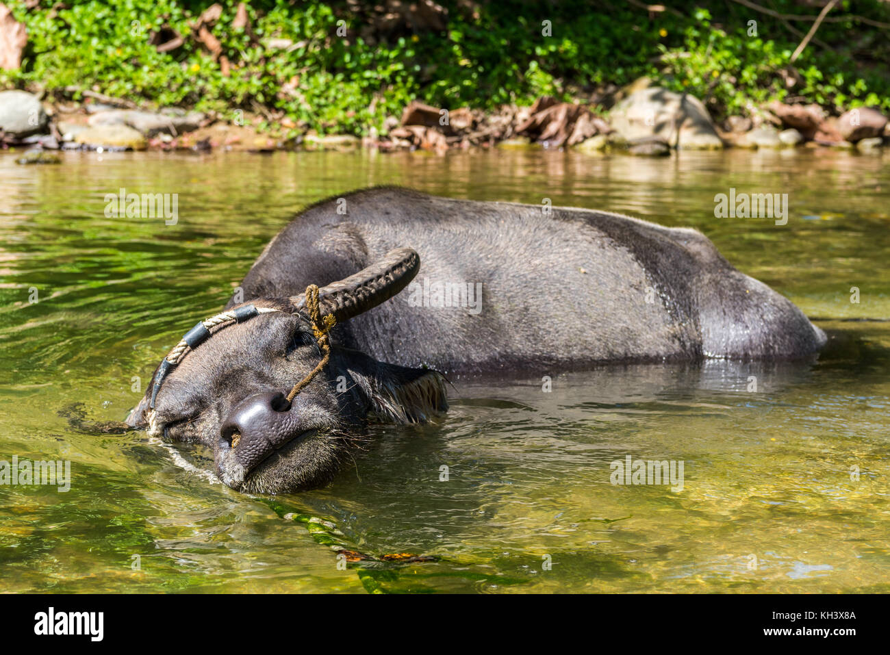 Mindoro Buffalo High Resolution Stock Photography and Images - Alamy