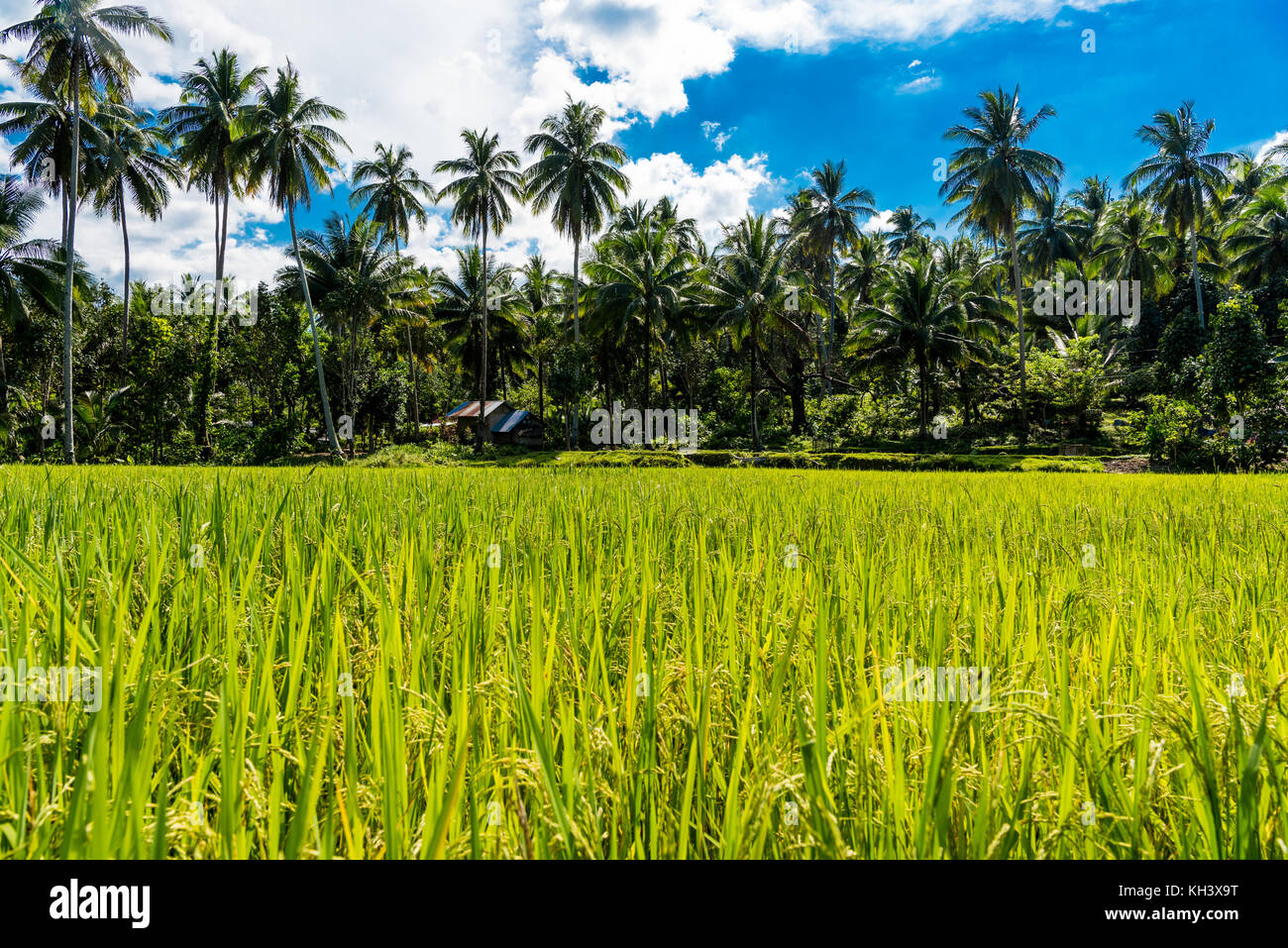 Rice field in the philippines hi-res stock photography and images - Alamy
