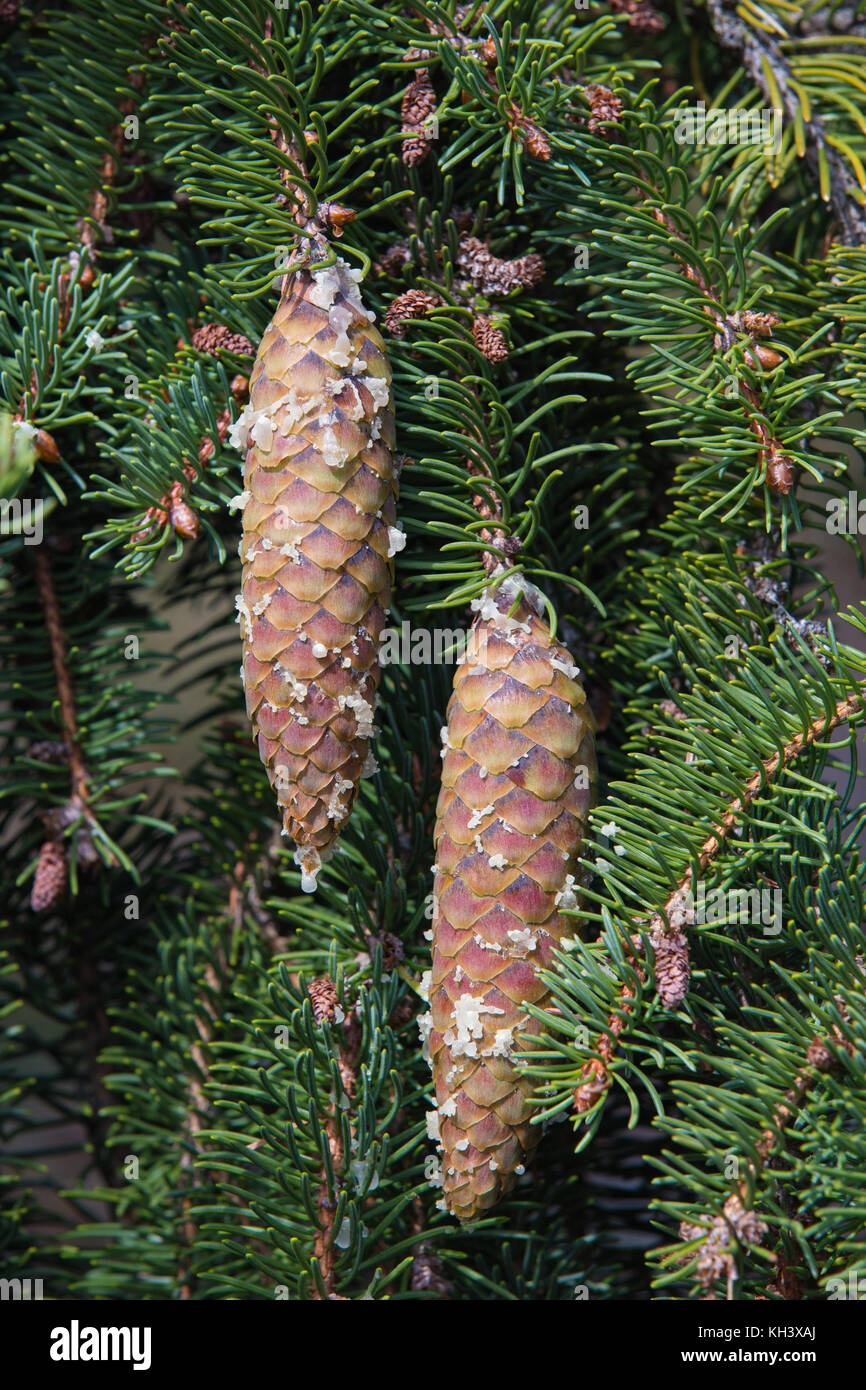 Close up of two Pine tree cones with resin drips Stock Photo - Alamy