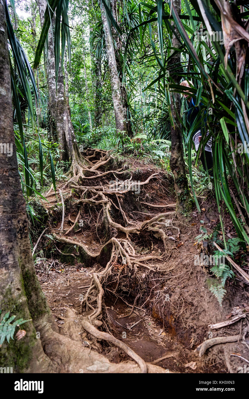 Huge Root Forest grove Mount Rinjani Lombok Indonesia Stock Photo - Alamy