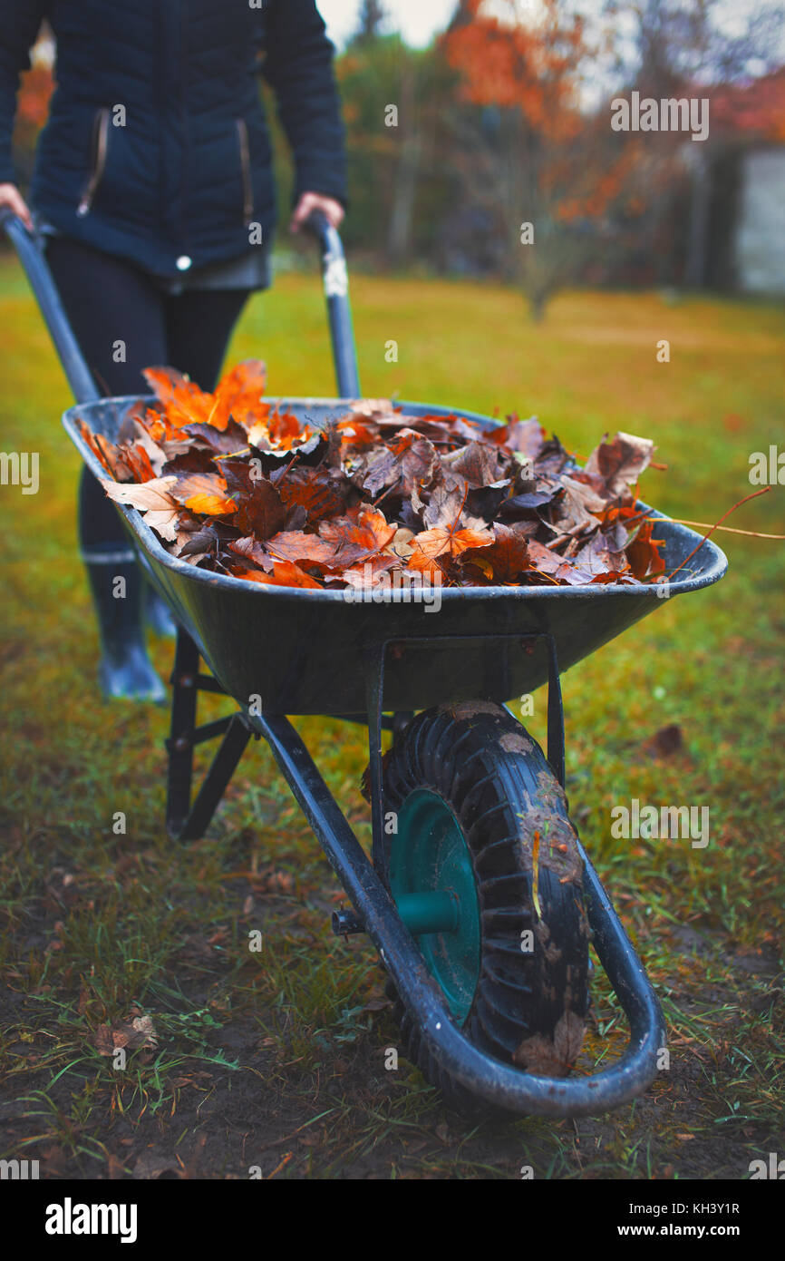 Woman pushing wheelbarrow with leaves, working in garden at autumn ...