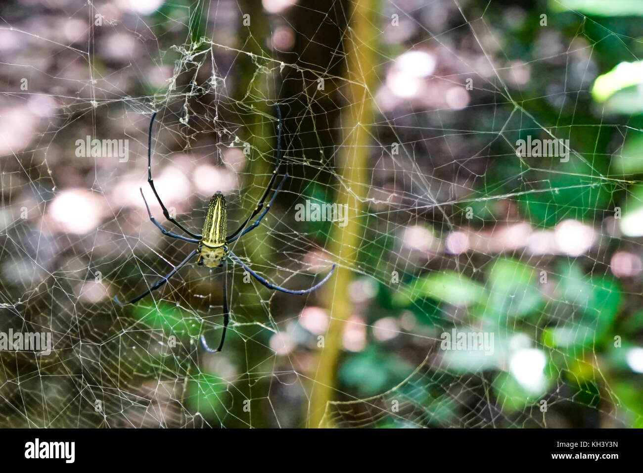 Giant Wood Spider in forest Indonesia Stock Photo - Alamy