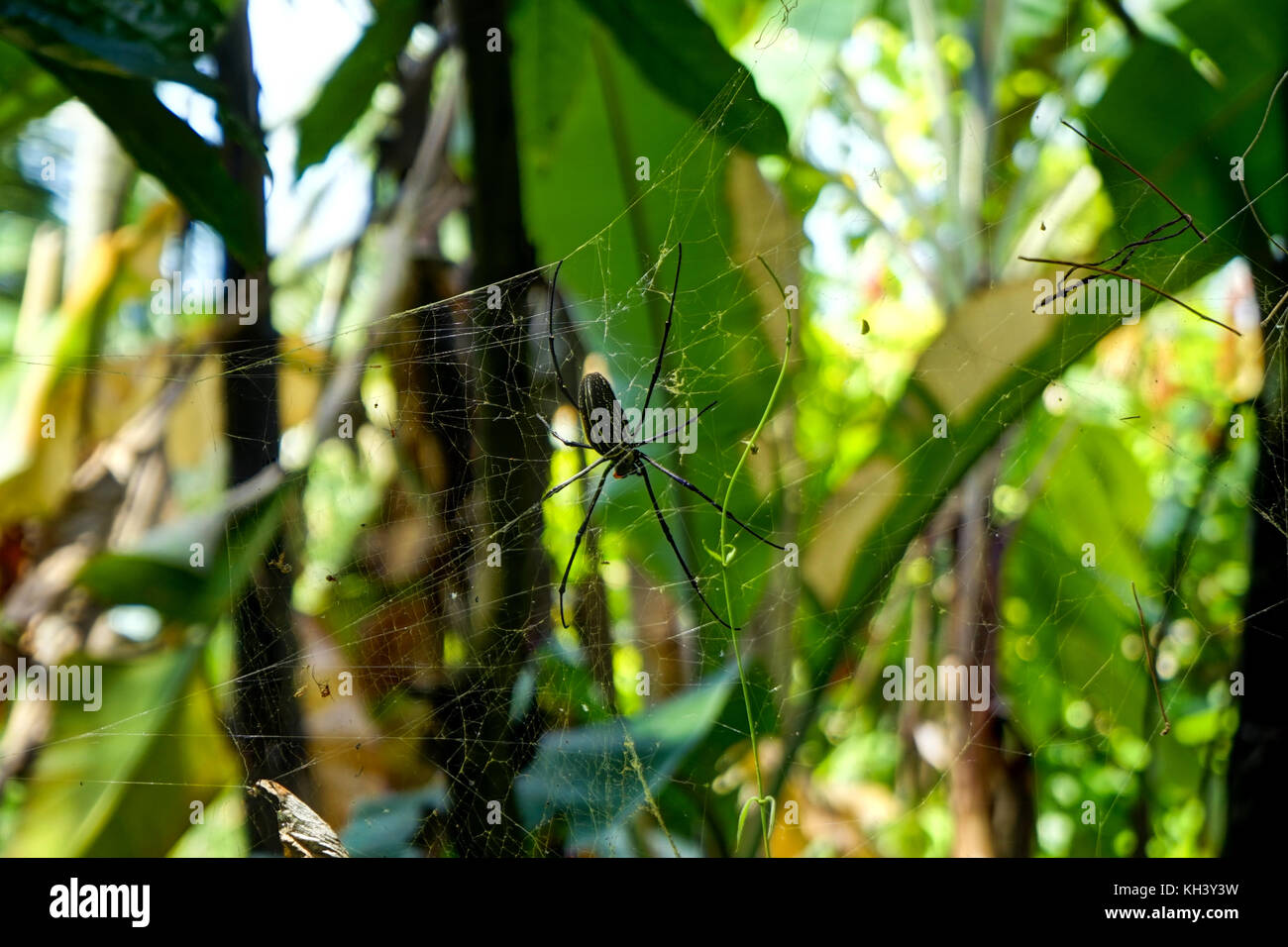 Giant Wood Spider in forest Indonesia Stock Photo - Alamy