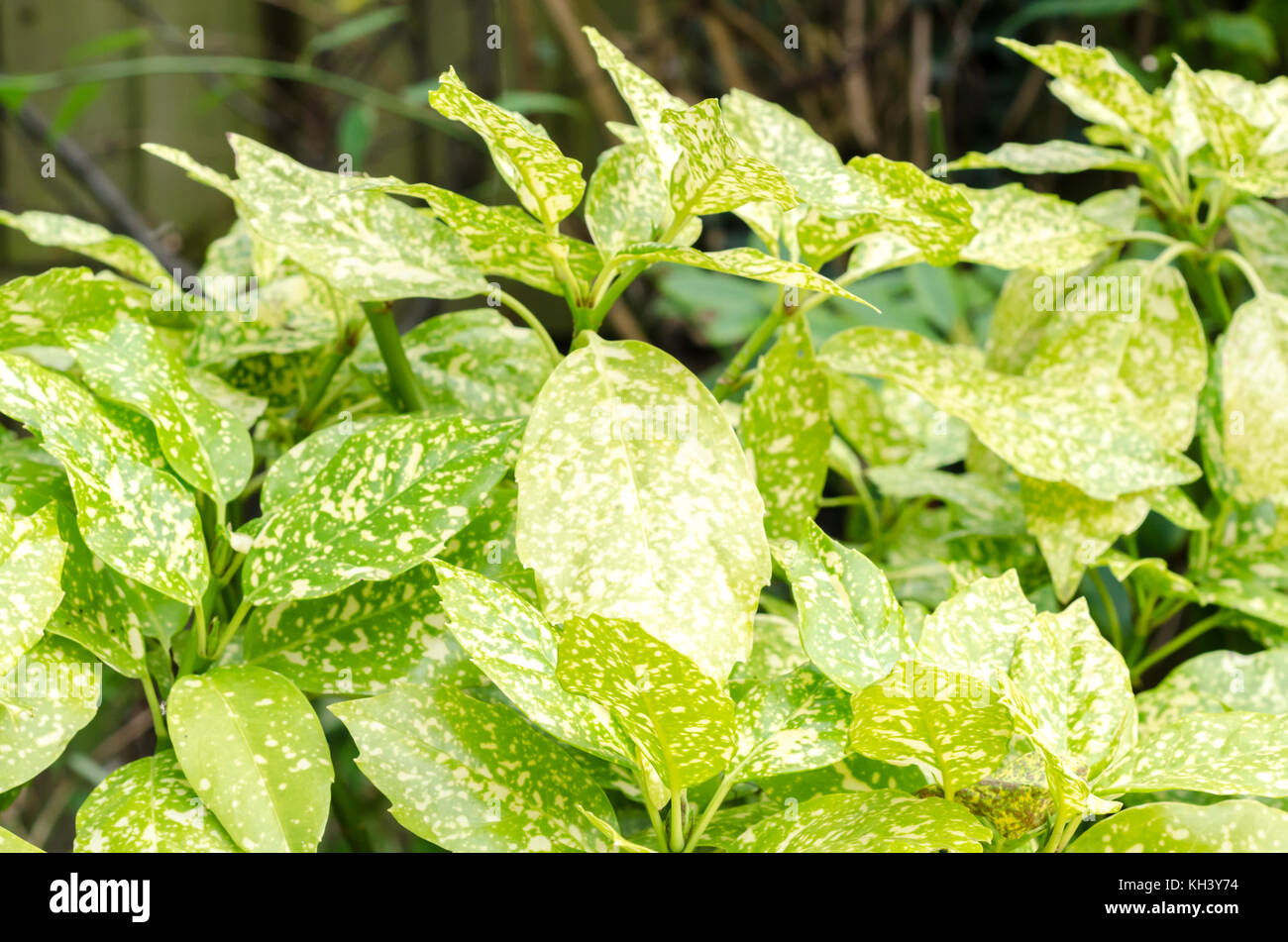 Spotted Laurel Plant Leaves (Aucuba Japonica Stock Photo - Alamy