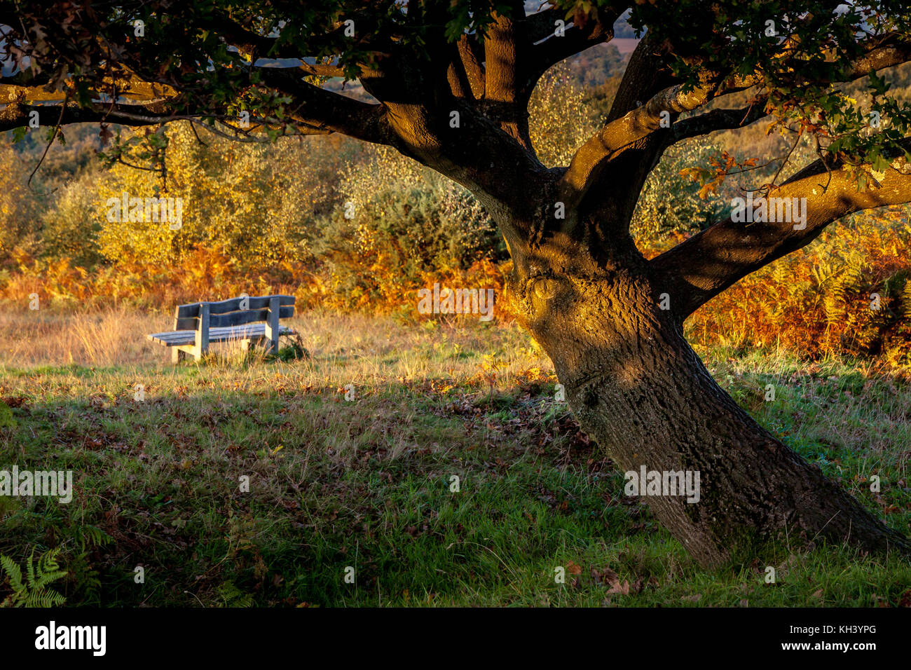 Rolling hills golden grass oak hi-res stock photography and images - Alamy
