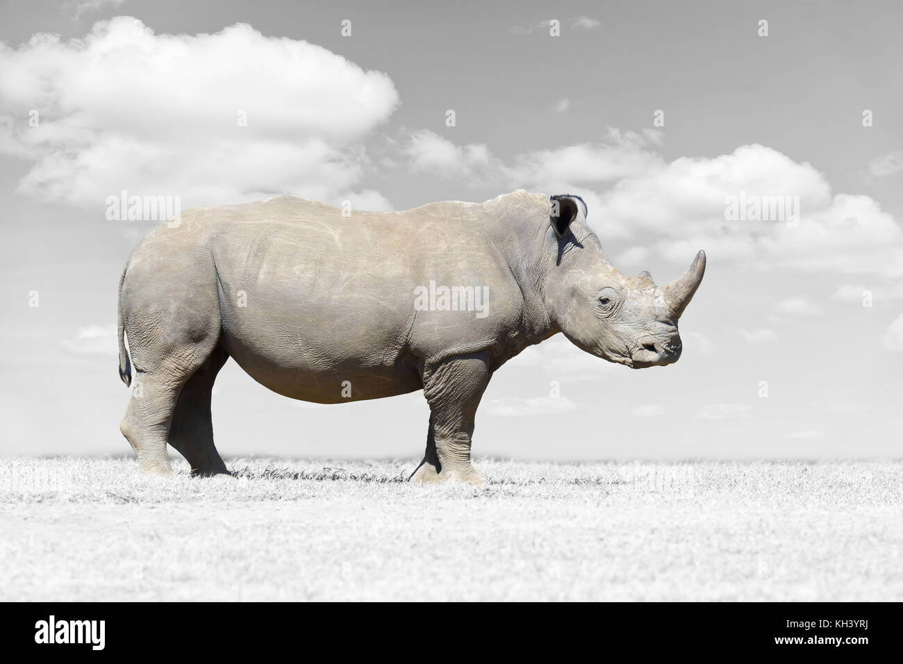 African white rhino, National park of Kenya. Black and white ...