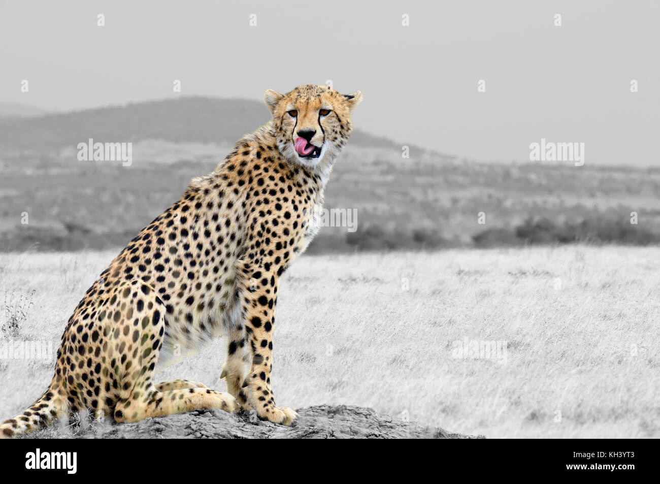 African Wildlife Photography Cheetah