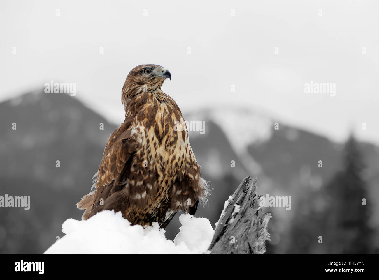 Hawk on a branch in winter mountain. Black and white photography with ...