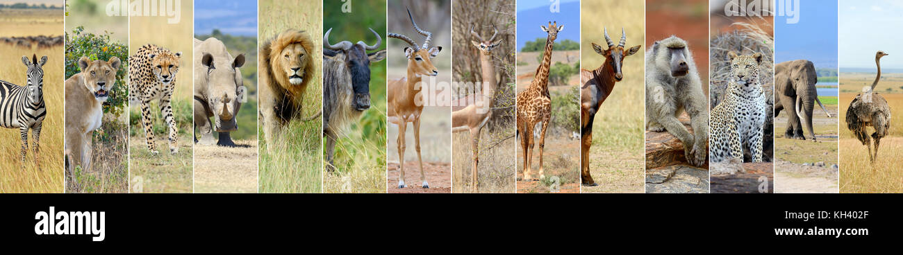 Collage of 14 african wildlife animal Stock Photo - Alamy