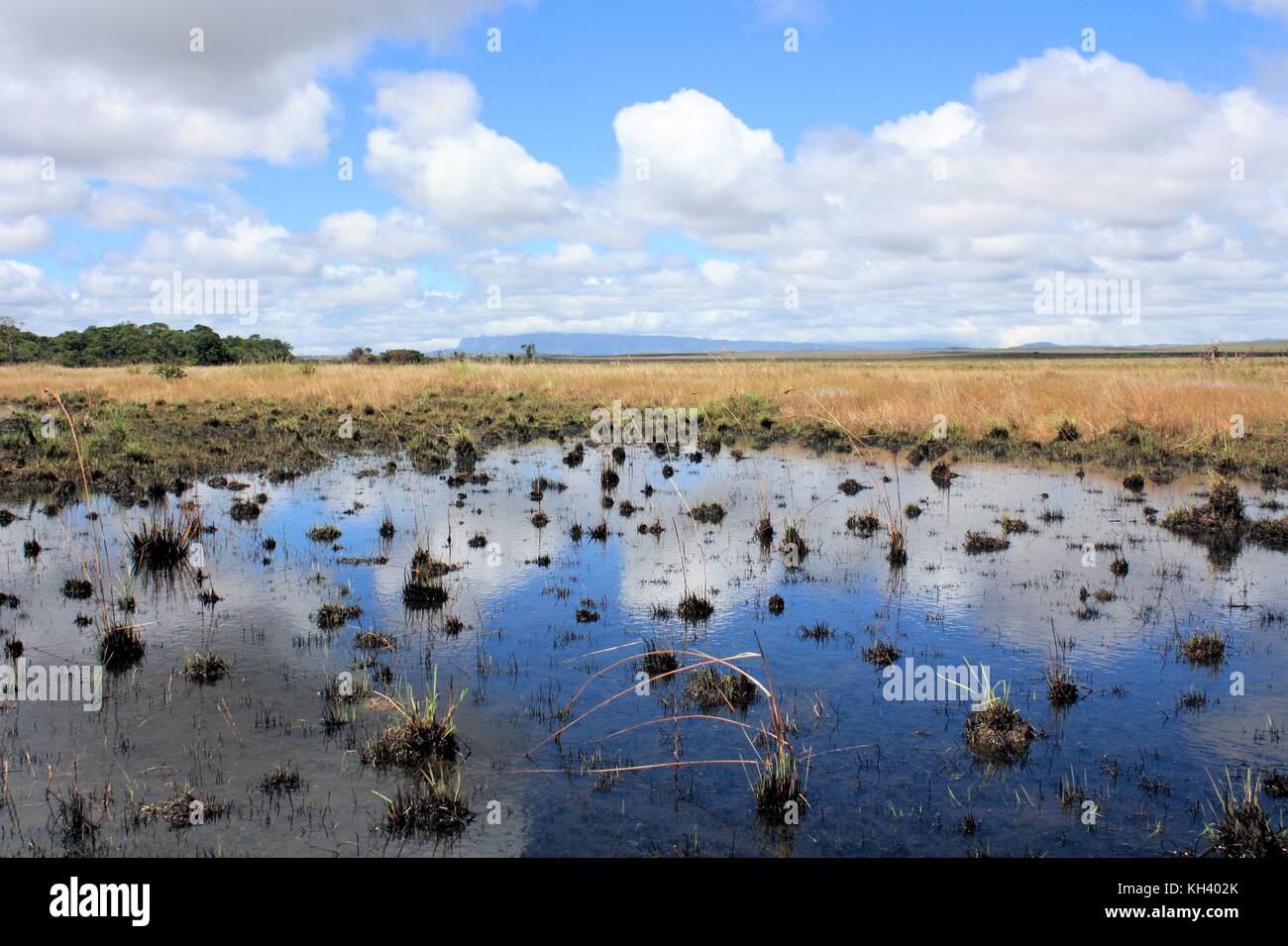 swamp in Gran Sabana Venezuela Stock Photo - Alamy