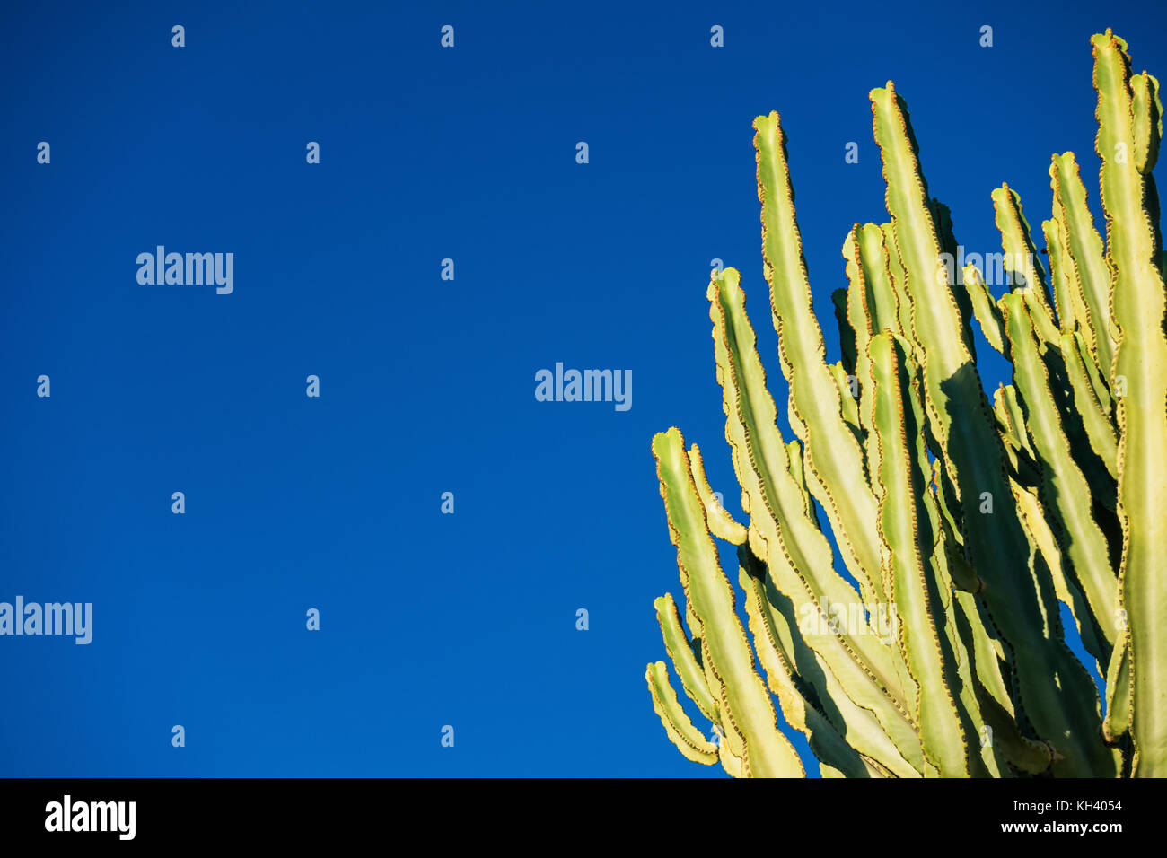Branches of tall cactus against clear sky Stock Photo - Alamy