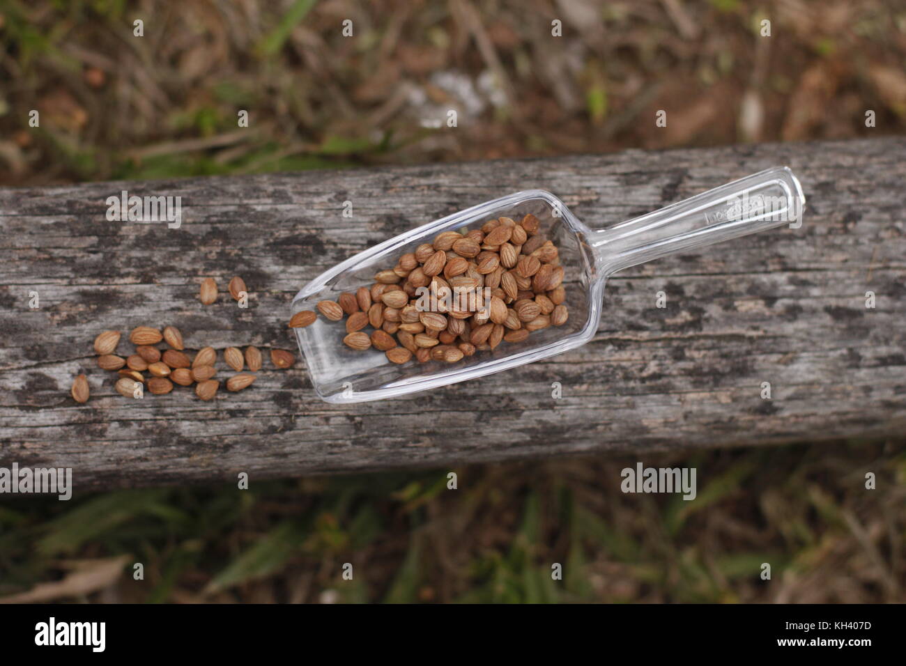 Mahlab seed hi-res stock photography and images - Alamy