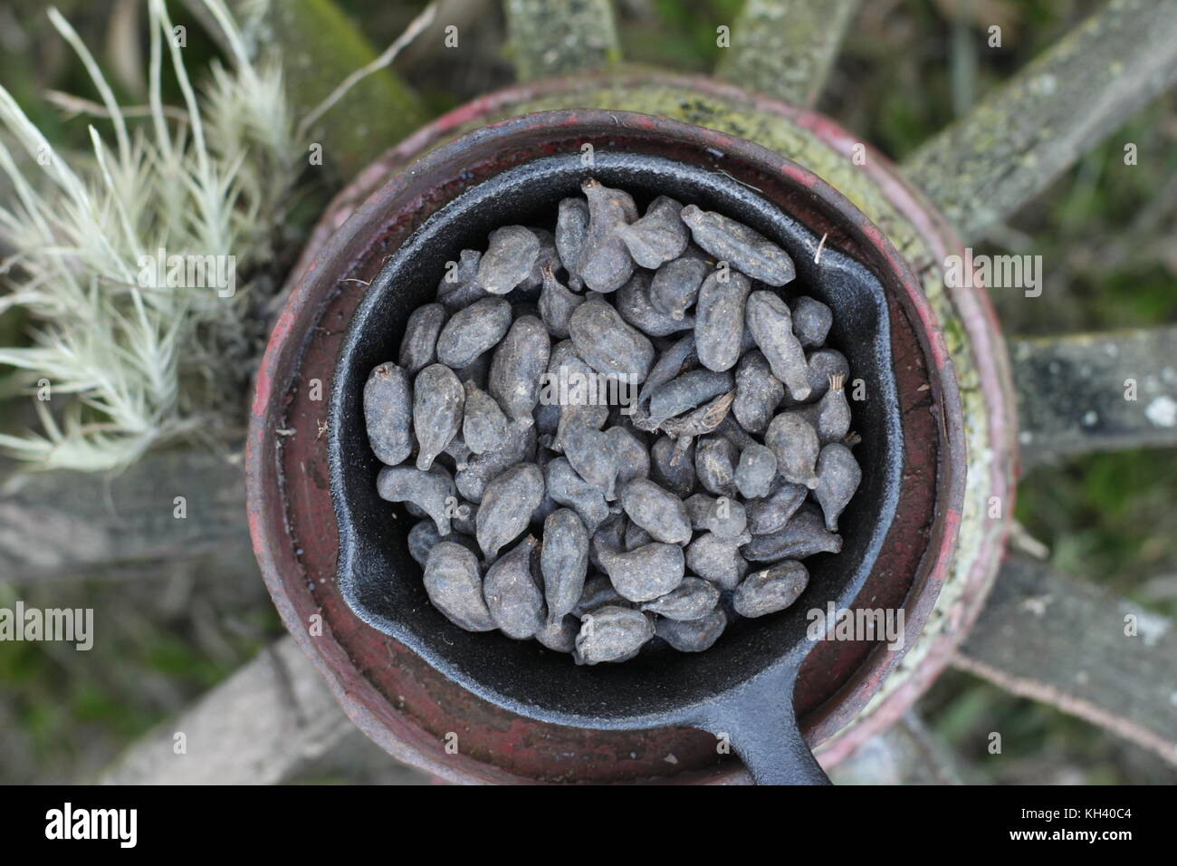 Whole negro pepper in iron skillet on rustic background with wood and ...