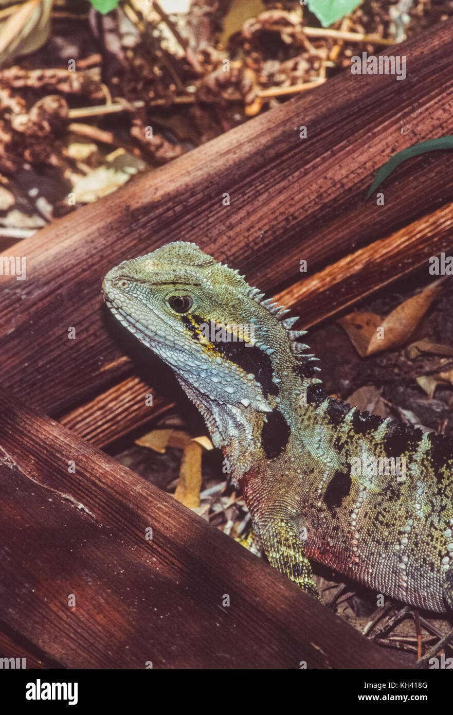 Australian eastern water dragon lizard hi-res stock photography and ...