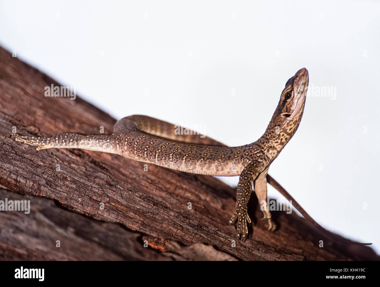 young Bengal monitor or Common Indian monitor, (Varanus bengalensis ...
