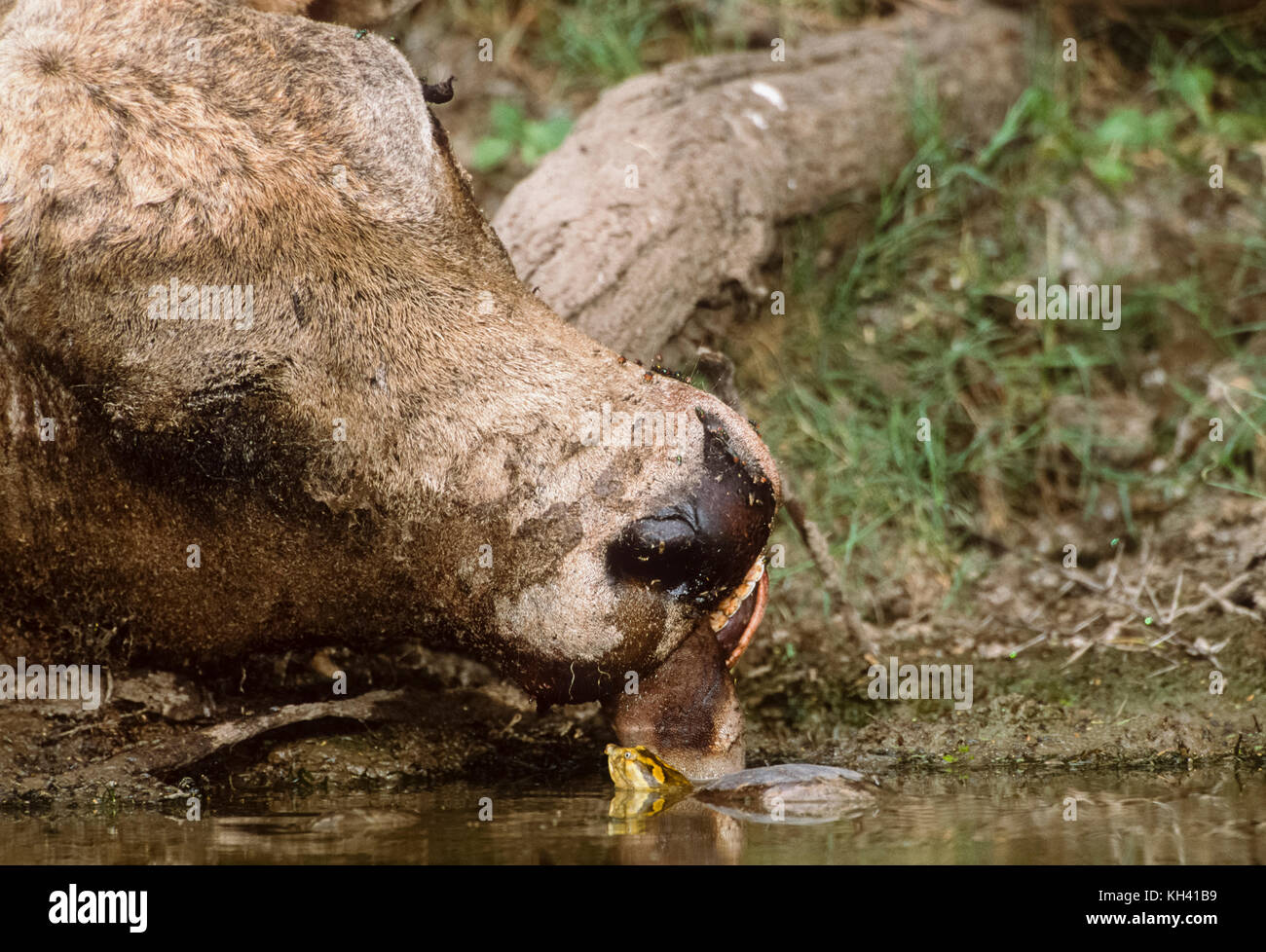 Indian Softshell Turtle feeding on a dead cow,Indian Zebu,(Bos indicus ...
