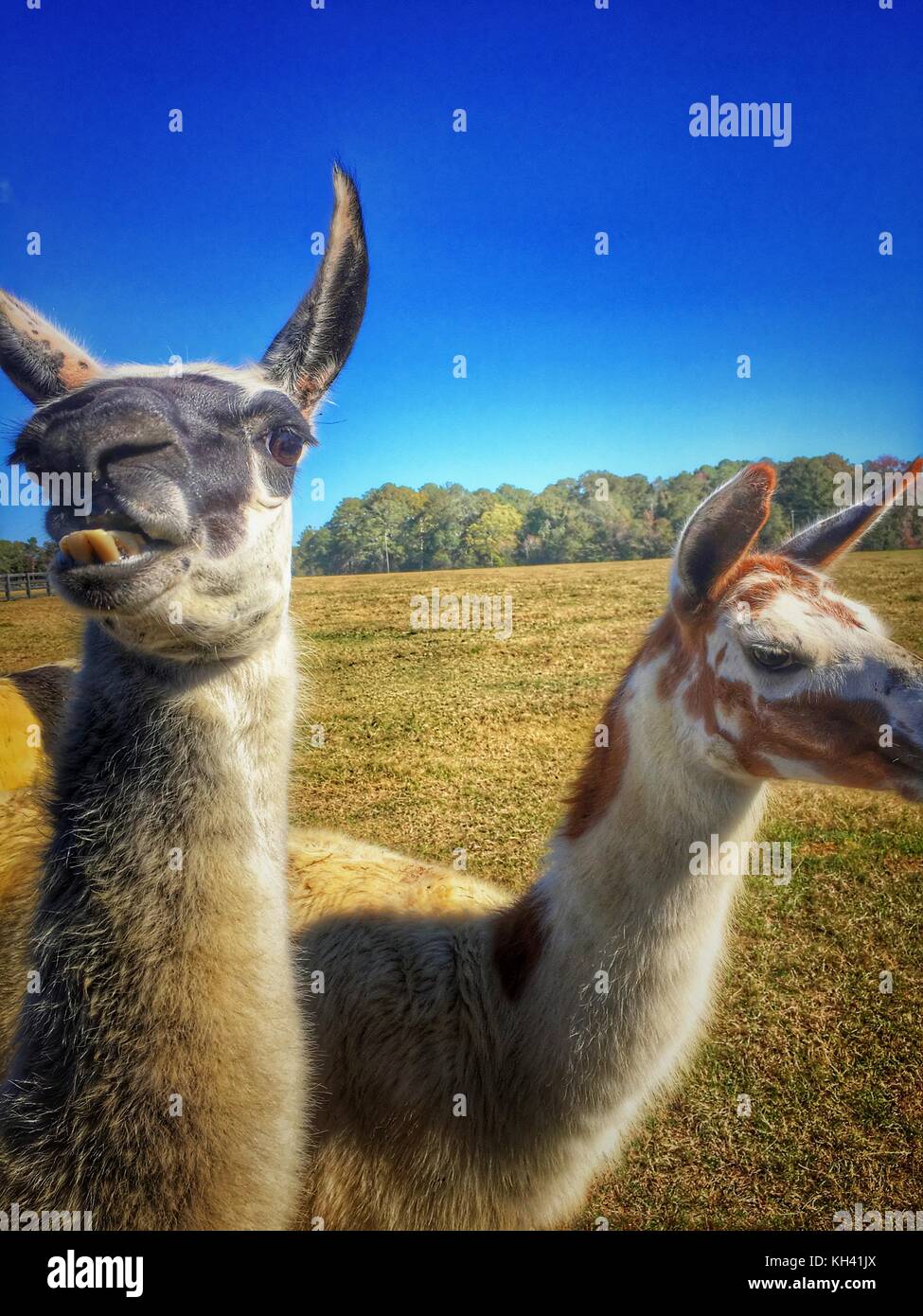 Llama close up teeth hi-res stock photography and images - Alamy
