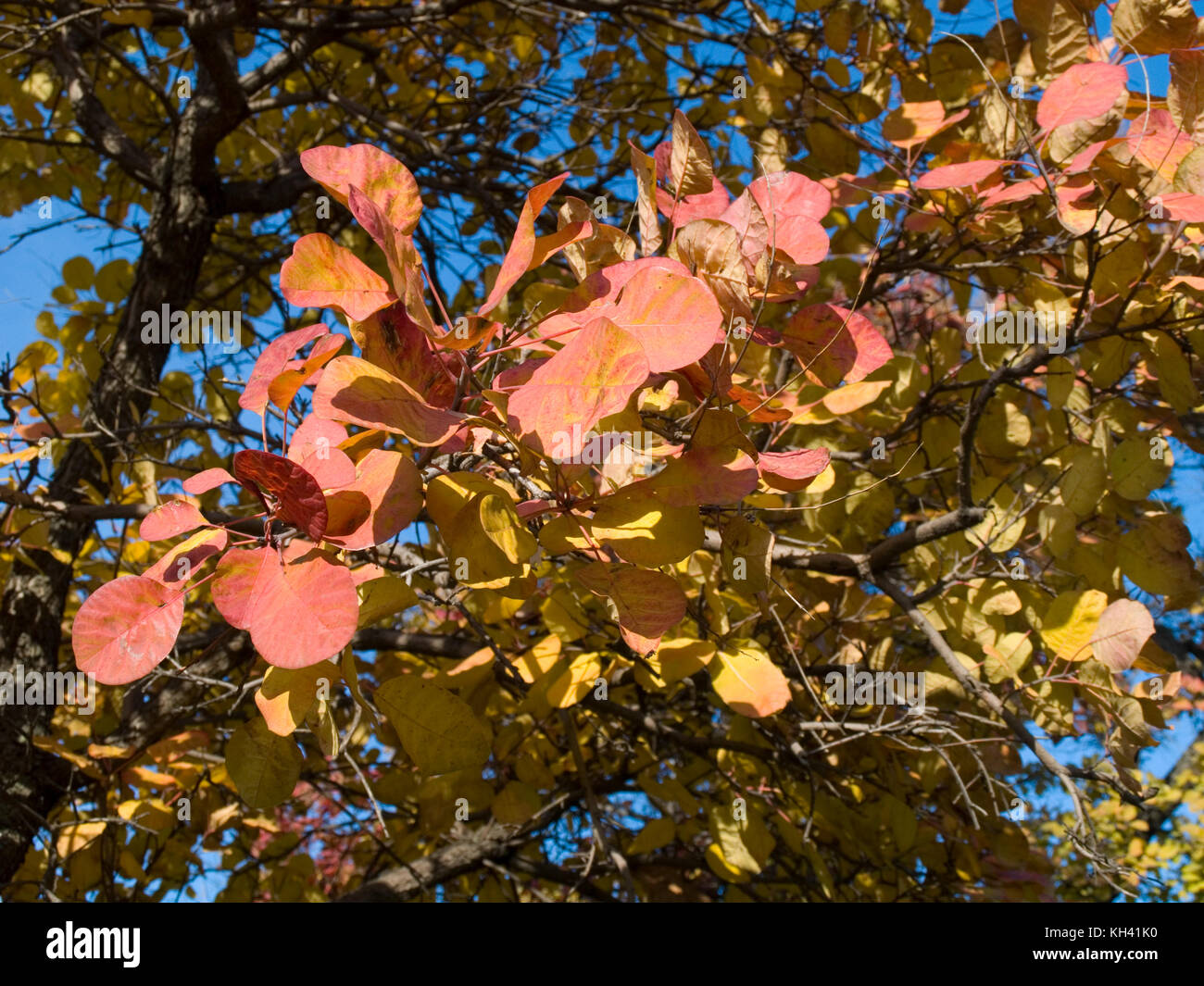 Cotinus tree in autumn Stock Photo - Alamy