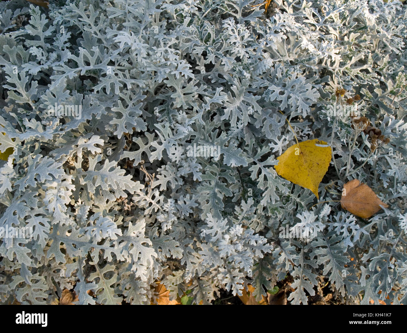 Senecio cineraria "Silver Dust" shrub in autumn Stock Photo - Alamy