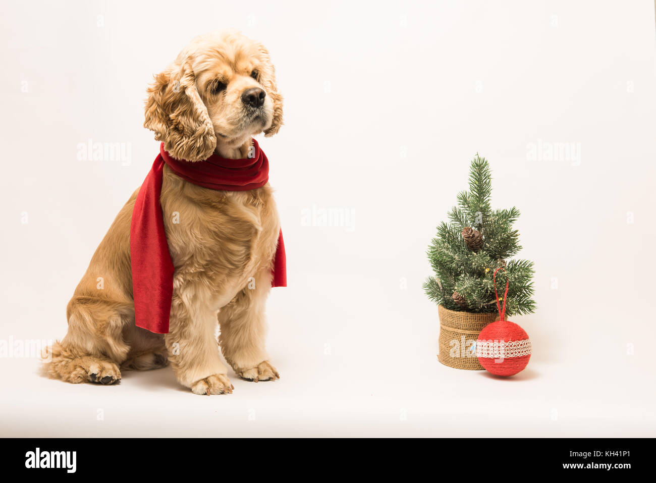 American cocker spaniel in a red scarf Stock Photo - Alamy