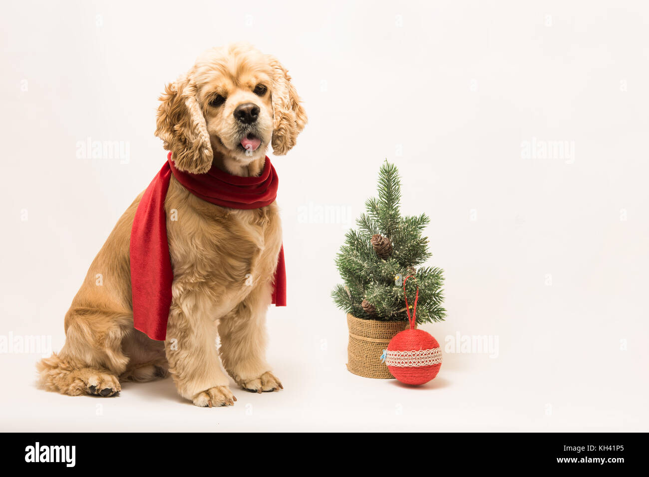 American cocker spaniel in a red scarf Stock Photo - Alamy