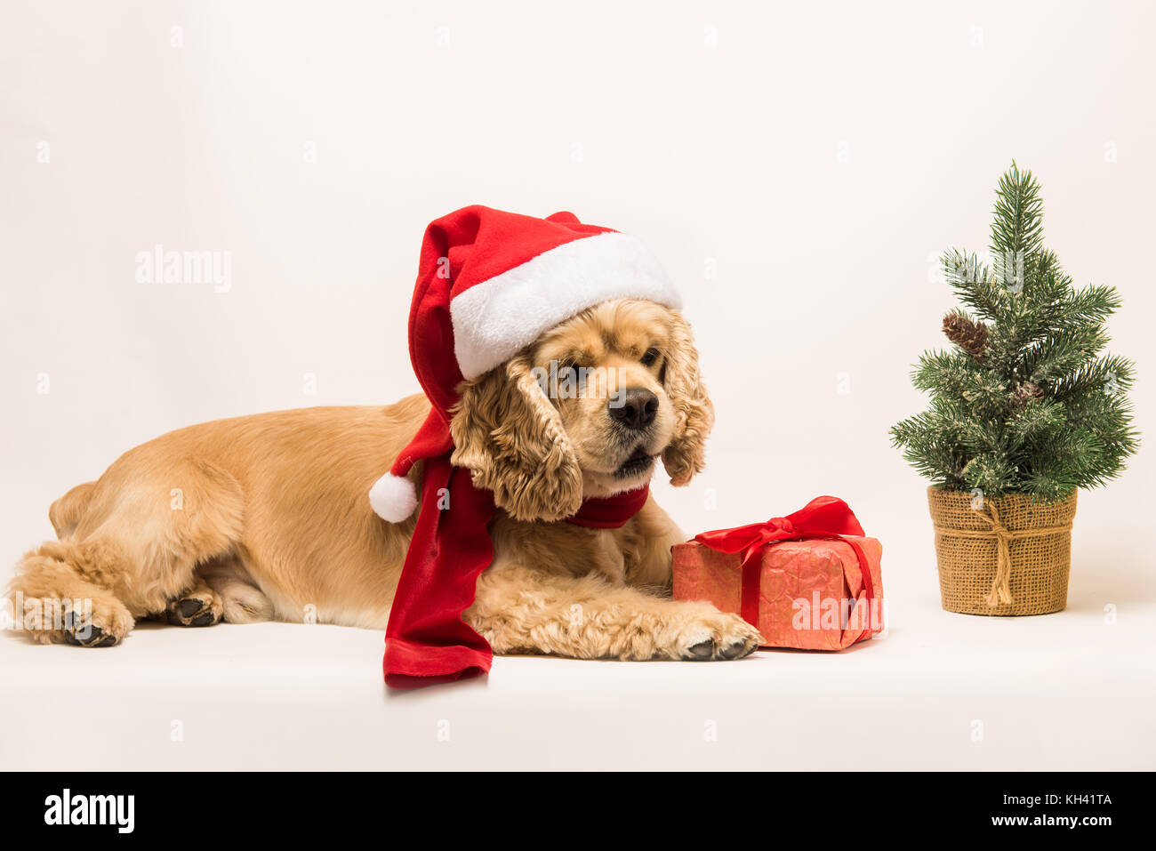 American cocker spaniel with gift box Stock Photo - Alamy