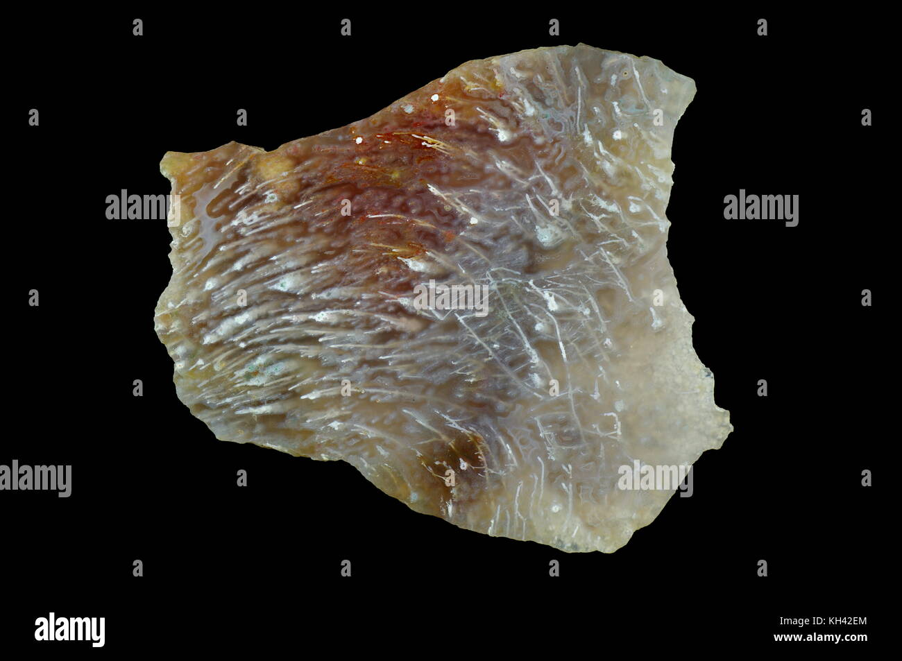 A cross section of the agate stone. Micro-stalactite agate on the black ...