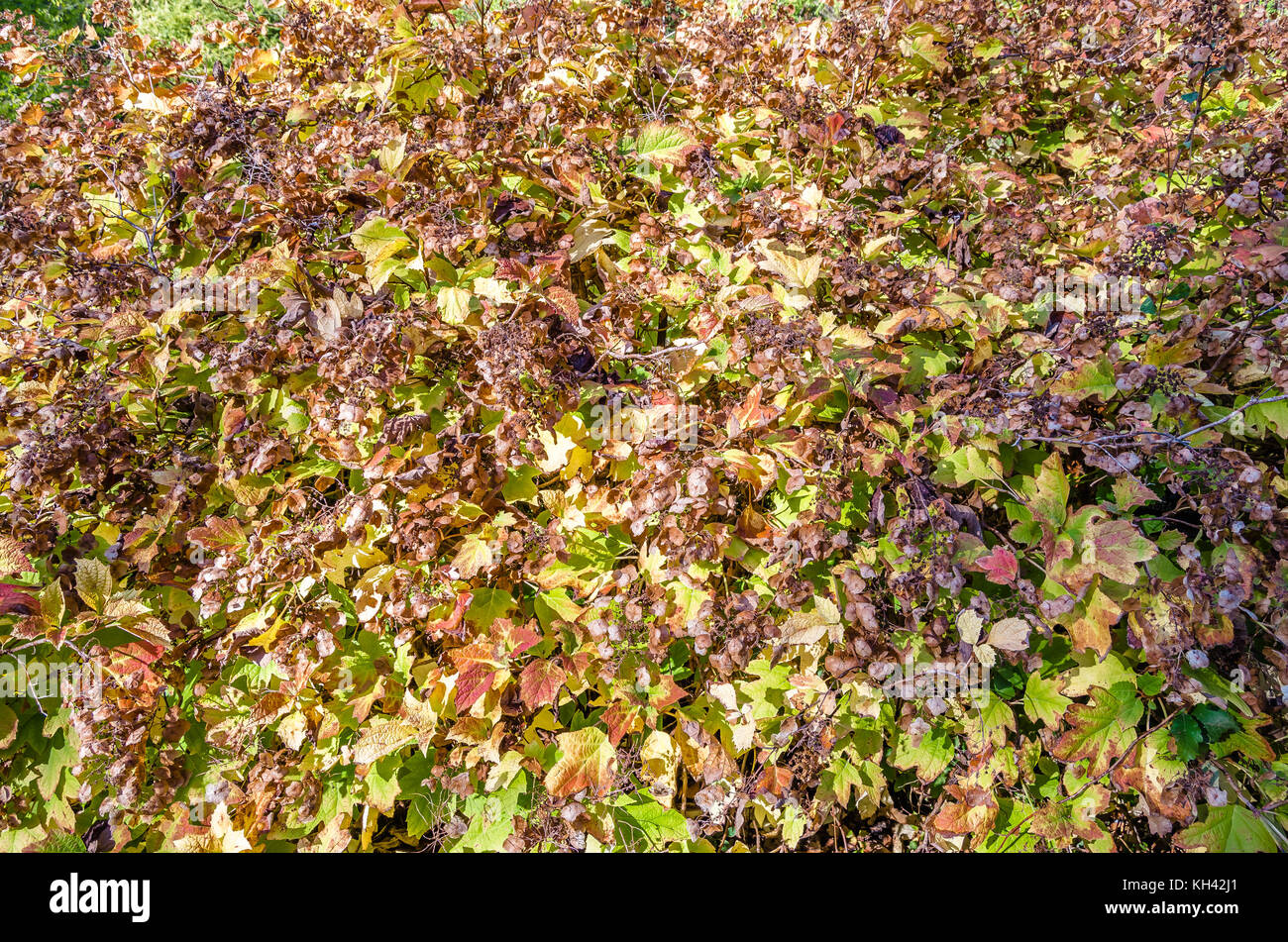 Autumn beautiful natural colors background Stock Photo - Alamy