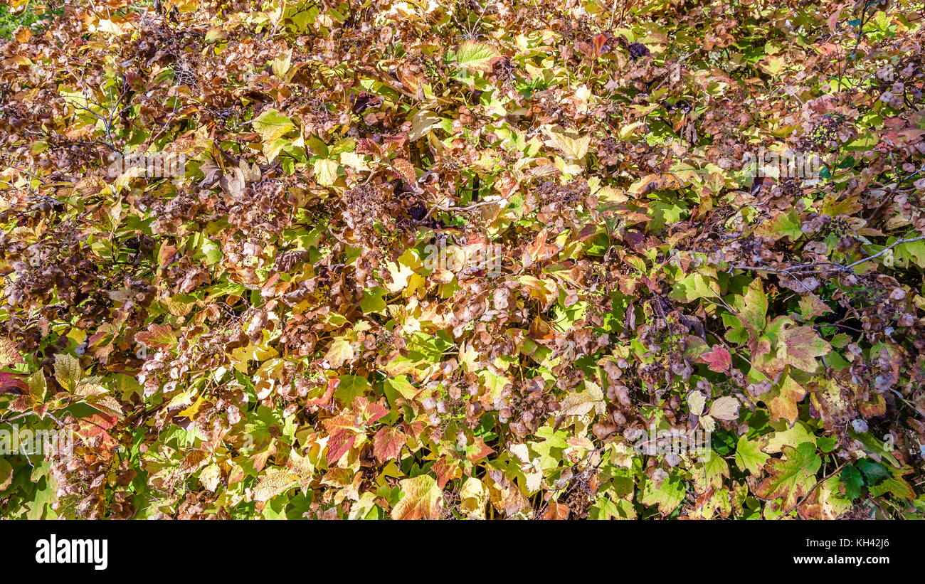 Autumn beautiful natural colors background Stock Photo - Alamy