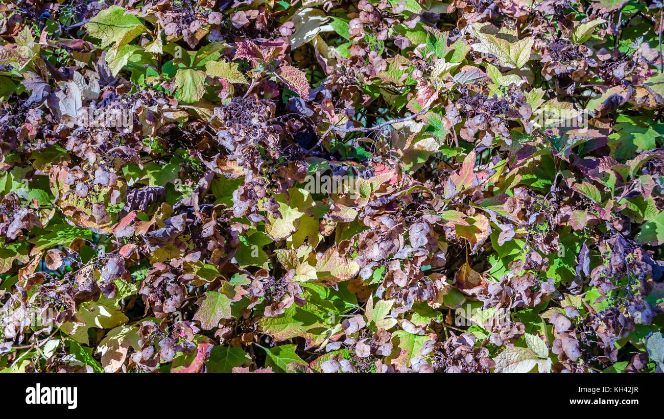 Autumn beautiful natural colors background Stock Photo - Alamy