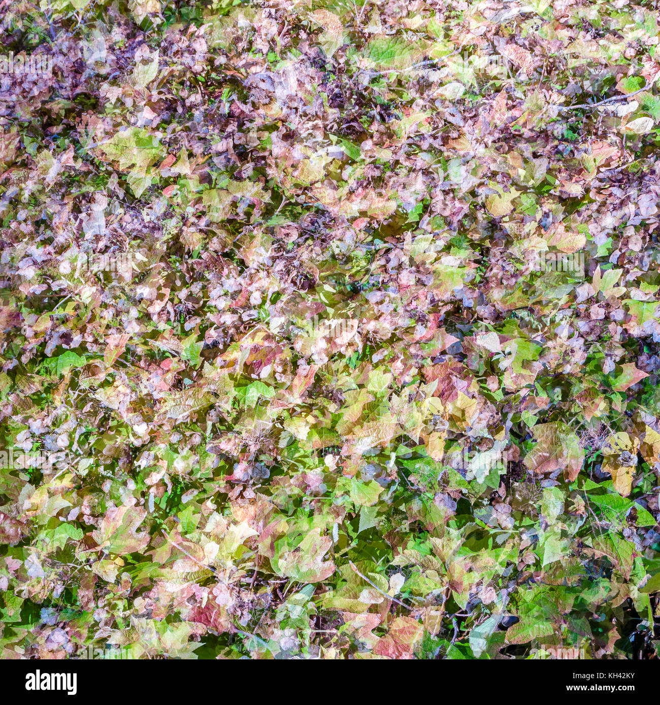 Autumn beautiful natural colors background Stock Photo - Alamy