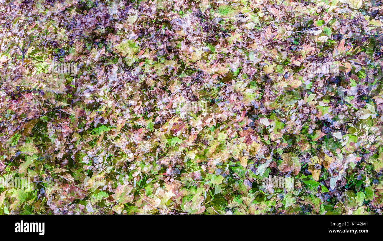 Autumn beautiful natural colors background Stock Photo - Alamy