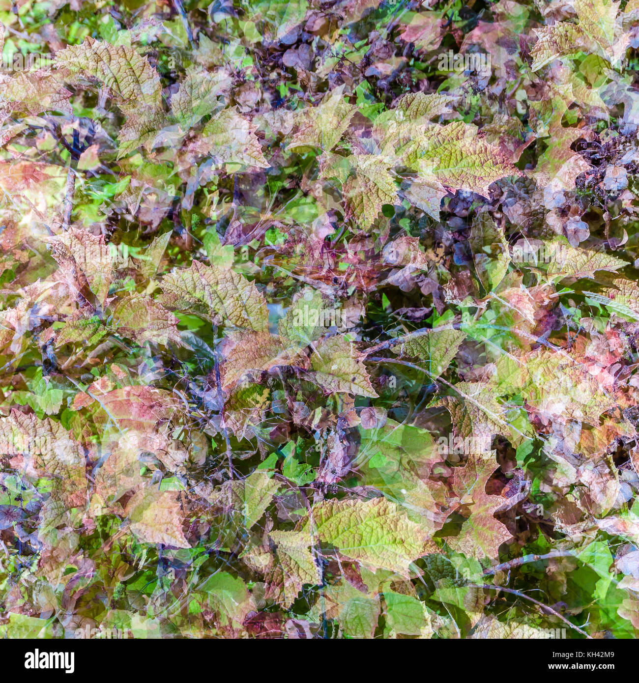 Autumn beautiful natural colors background Stock Photo - Alamy
