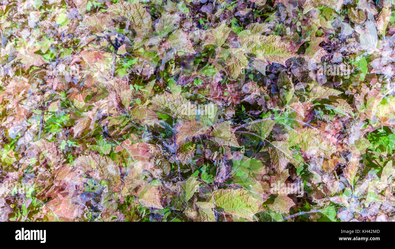 Autumn beautiful natural colors background Stock Photo - Alamy