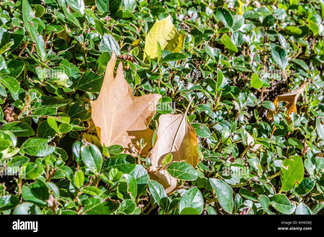 Autumn beautiful natural colors background Stock Photo - Alamy