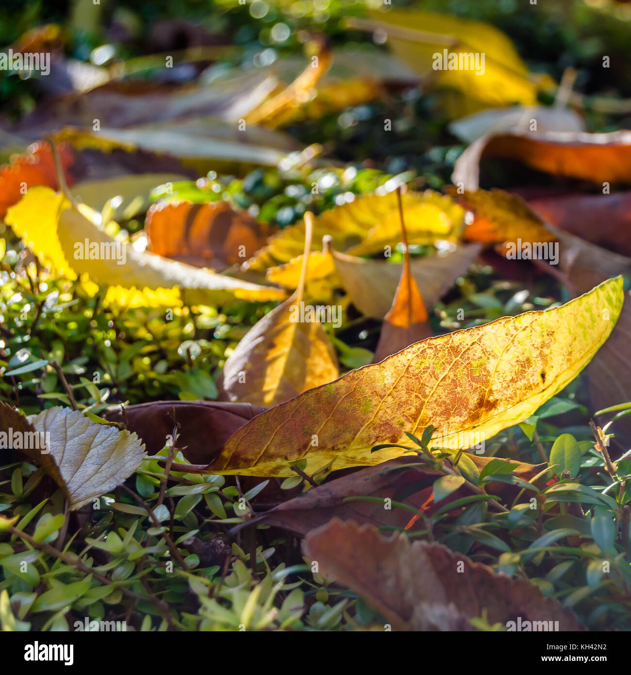 Autumn beautiful natural colors background Stock Photo - Alamy