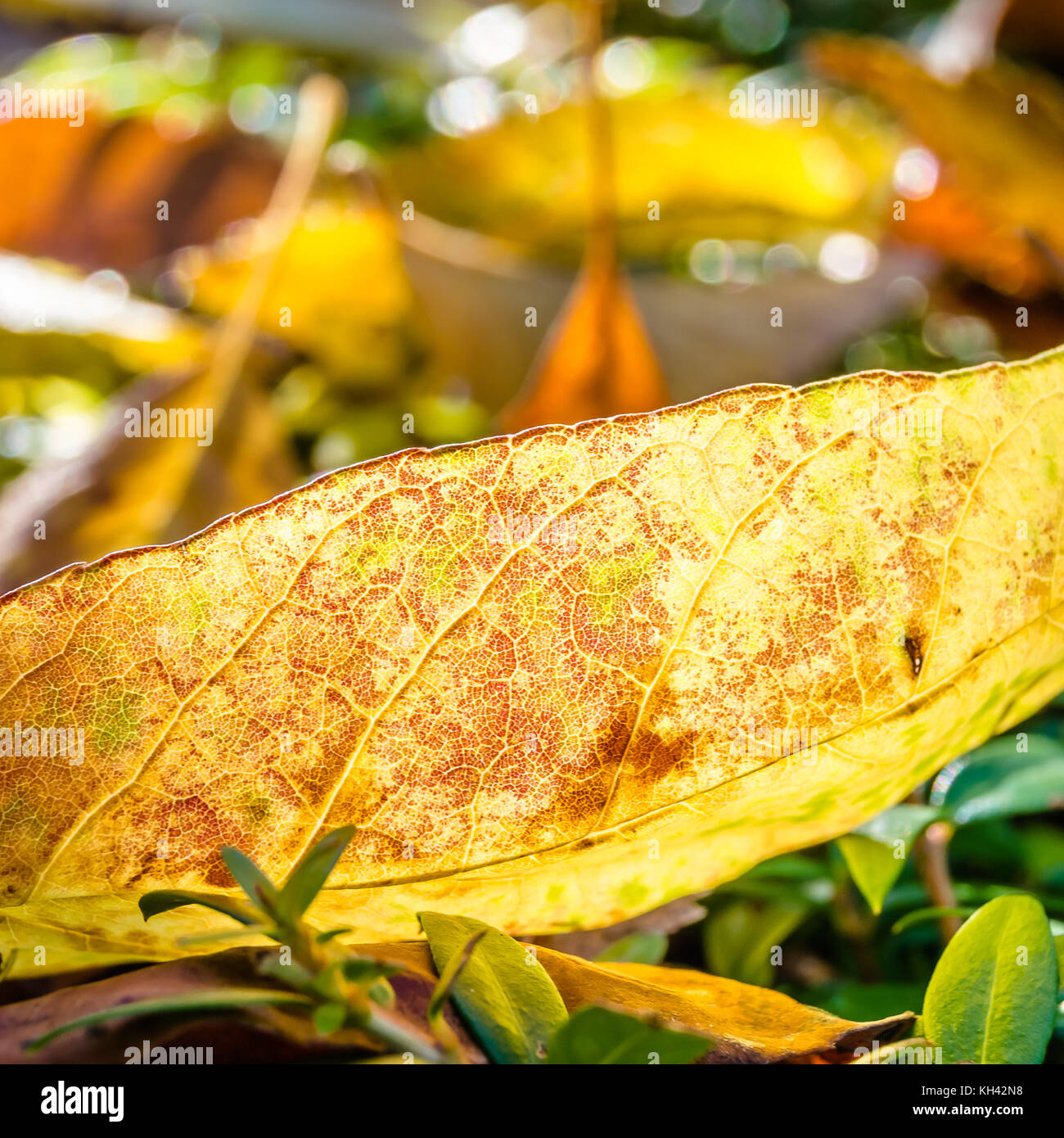 Autumn beautiful natural colors background Stock Photo - Alamy