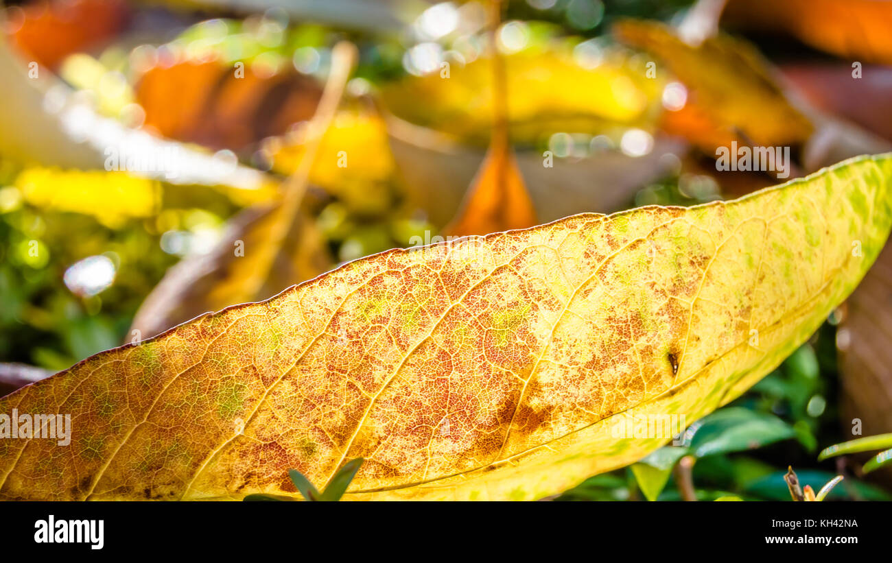 Autumn beautiful natural colors background Stock Photo - Alamy