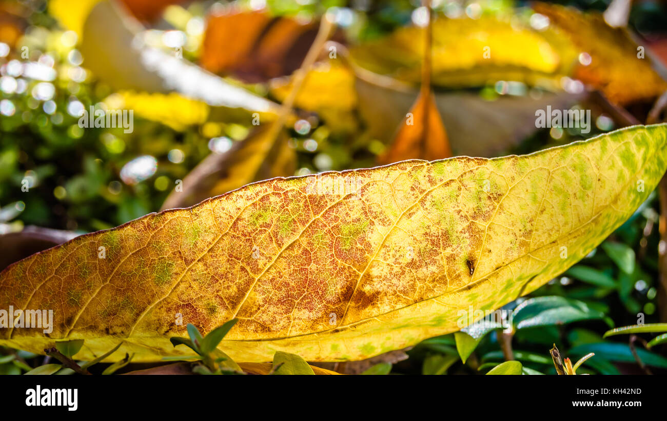 Autumn beautiful natural colors background Stock Photo - Alamy