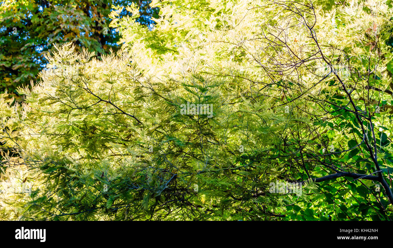 Autumn beautiful natural colors background Stock Photo - Alamy