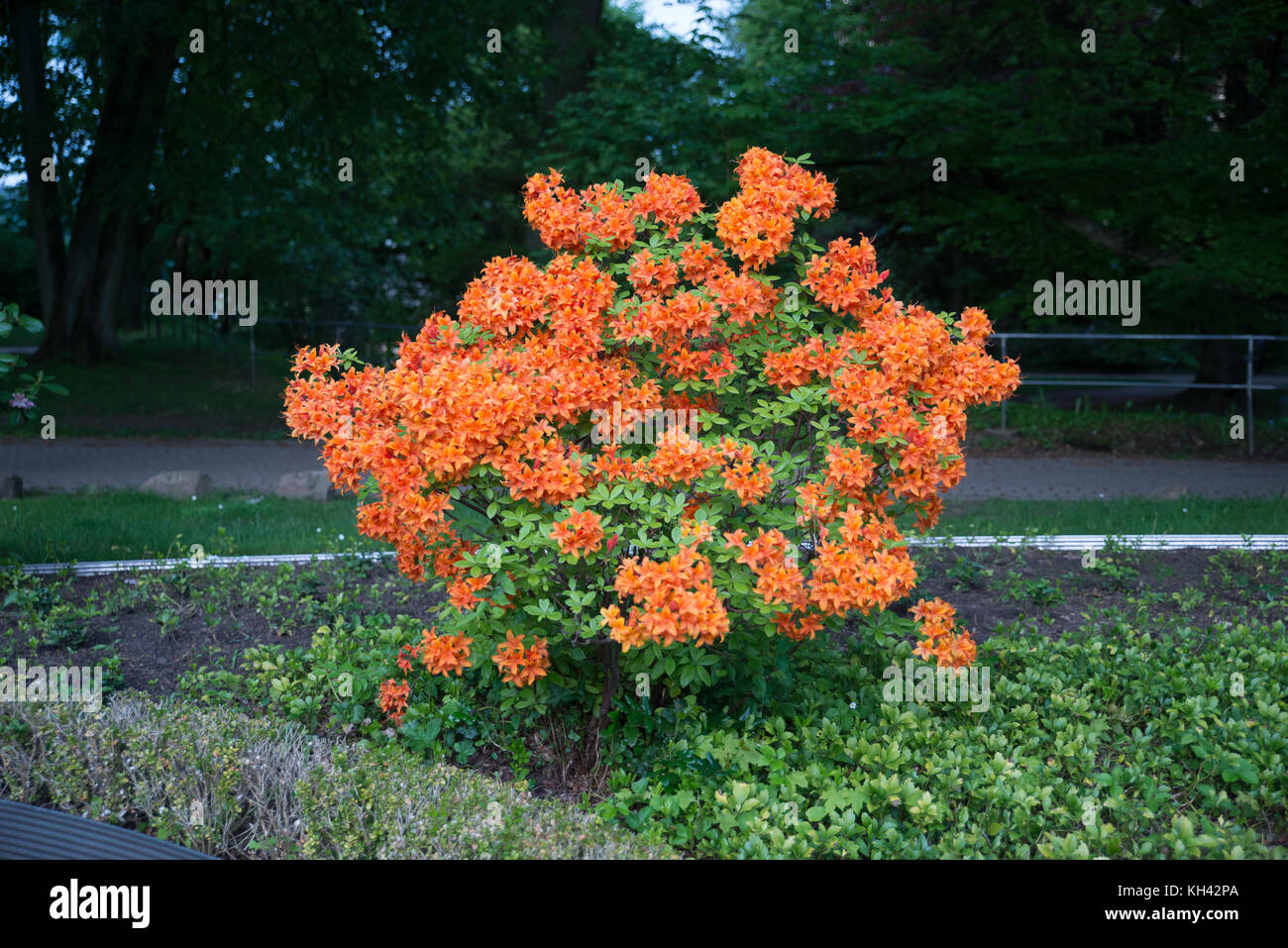 Orange Rhododendron Flower Plant Stock Photo - Alamy