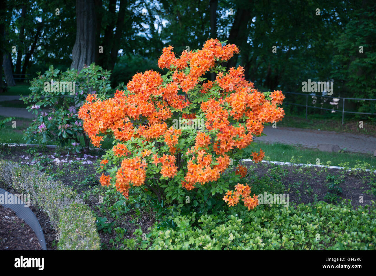 Orange Rhododendron Flower Plant Stock Photo - Alamy