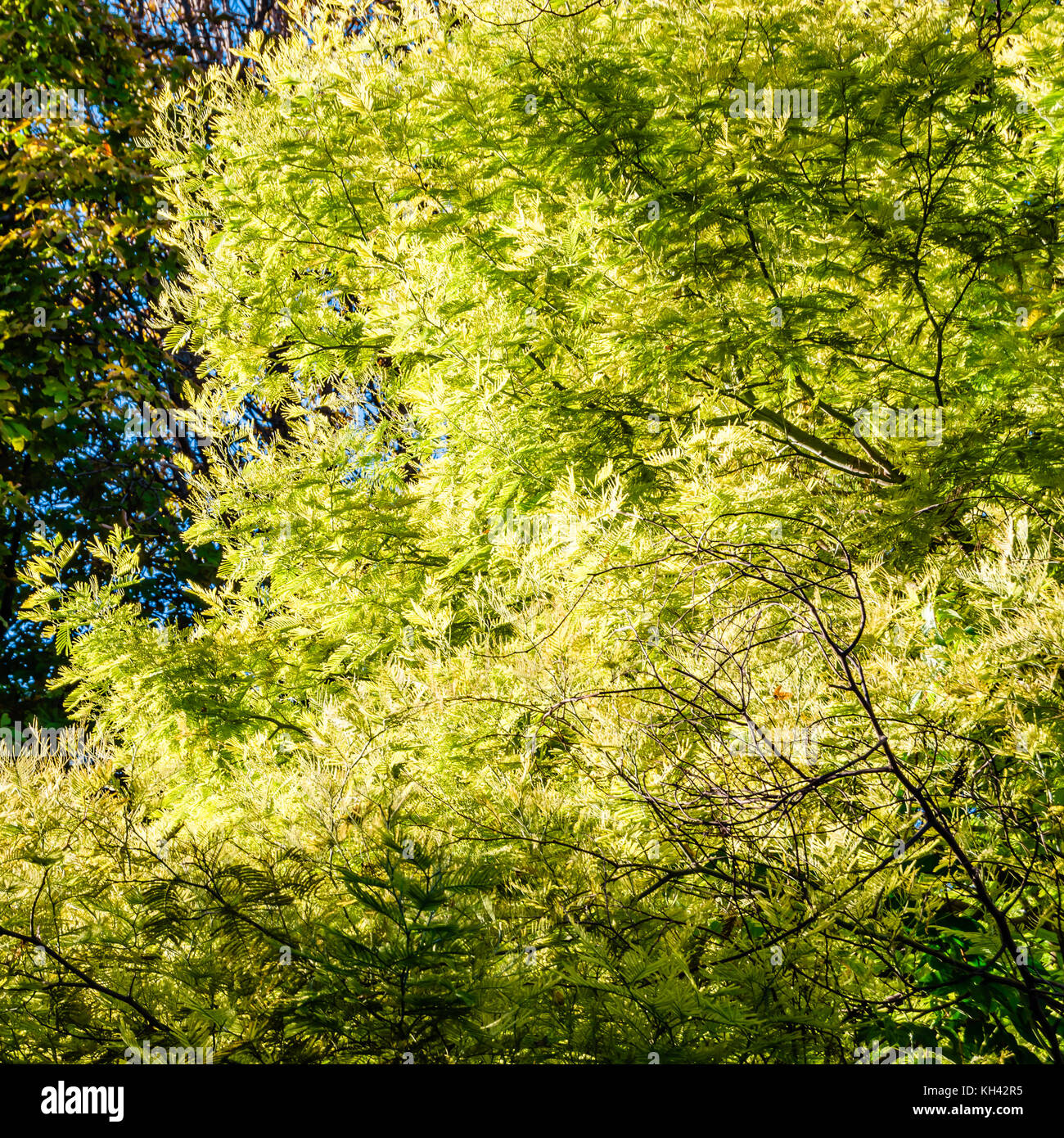 Autumn beautiful natural colors background Stock Photo - Alamy
