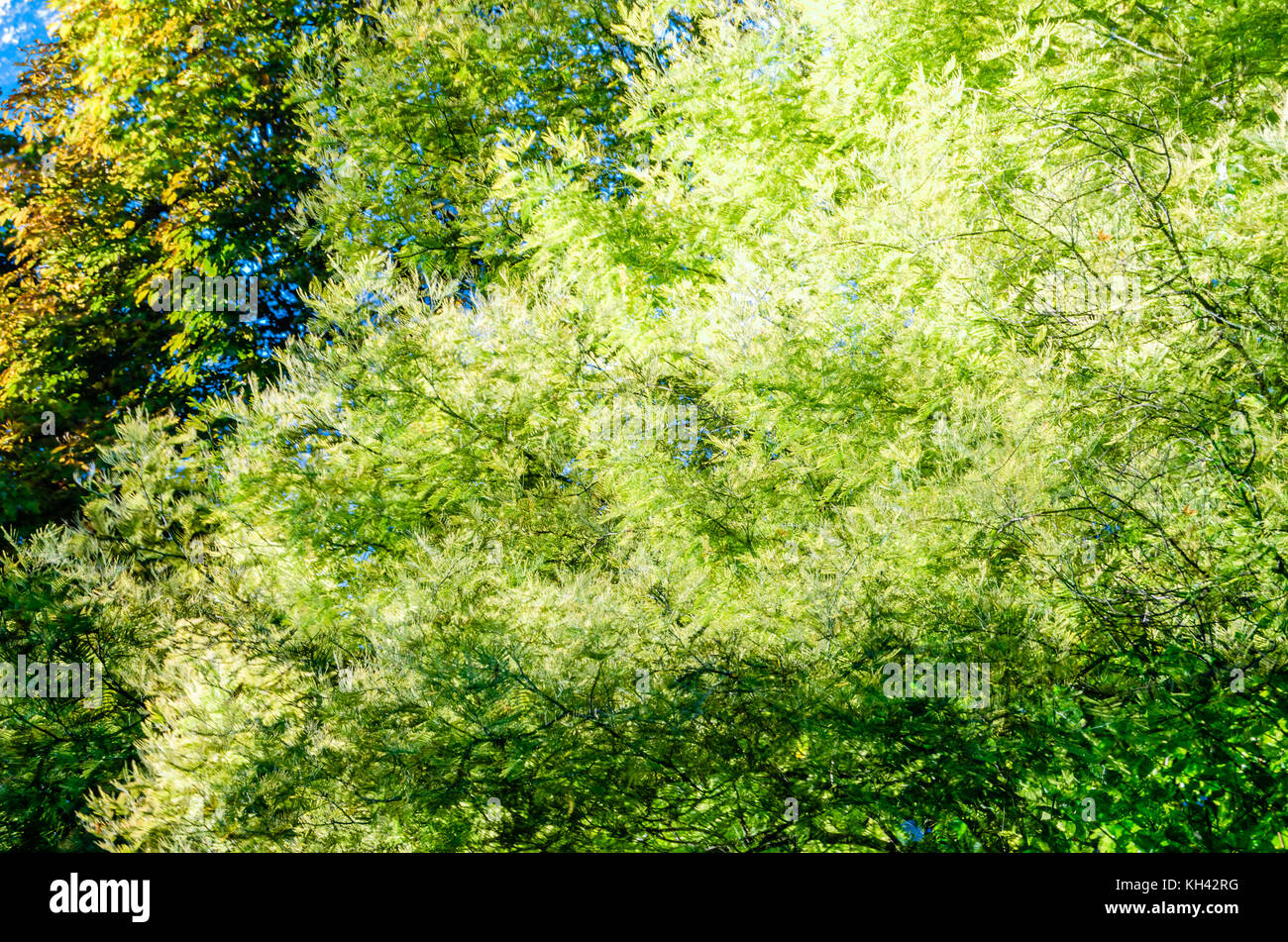 Autumn beautiful natural colors background Stock Photo - Alamy