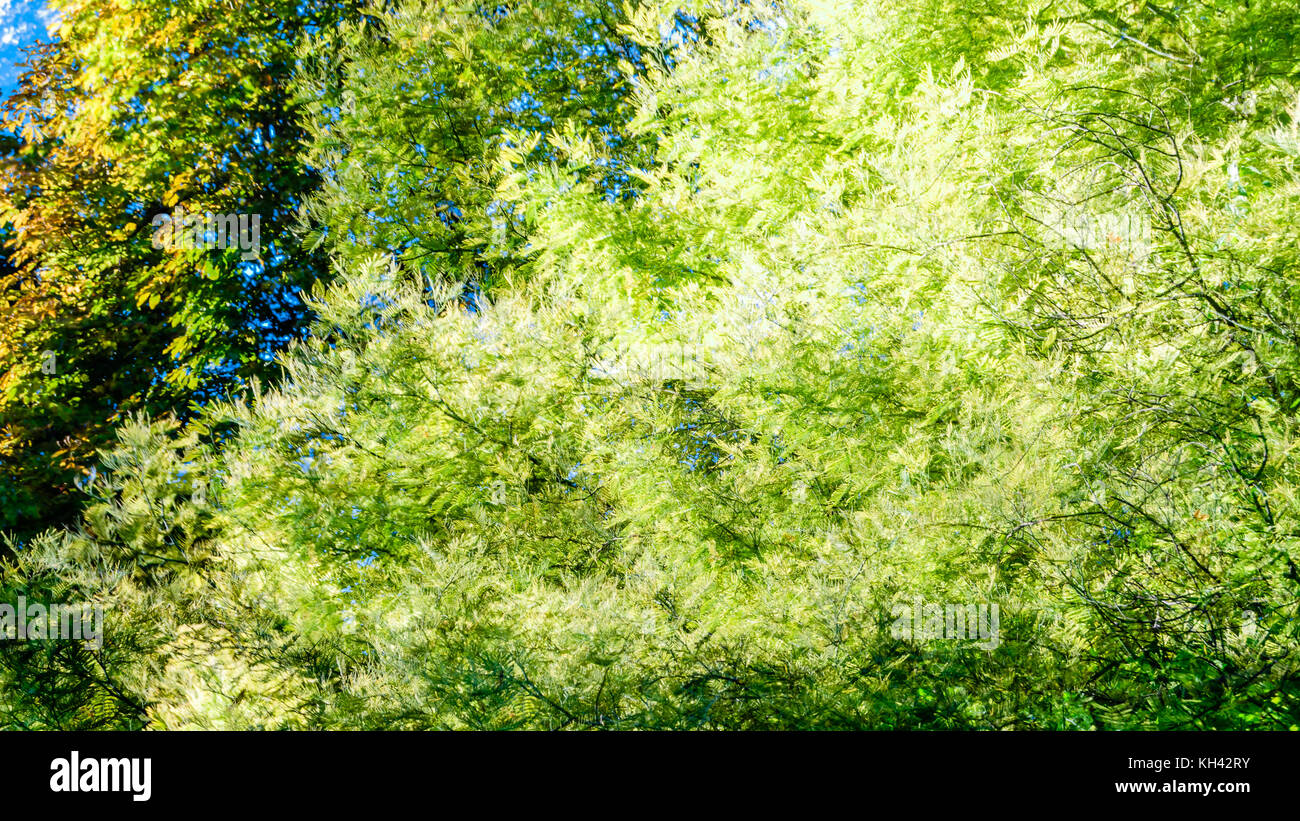 Autumn beautiful natural colors background Stock Photo - Alamy