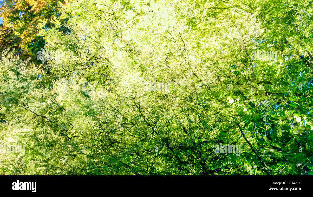 Autumn beautiful natural colors background Stock Photo - Alamy