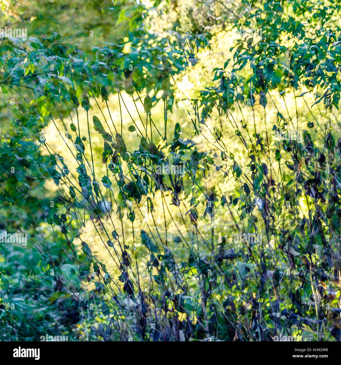 Autumn beautiful natural colors background Stock Photo - Alamy