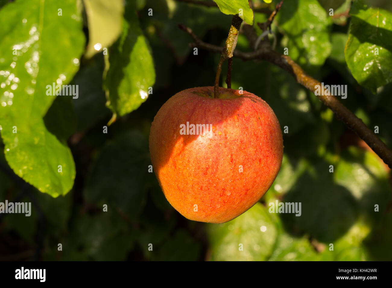 Braeburn apple garden hi-res stock photography and images - Alamy